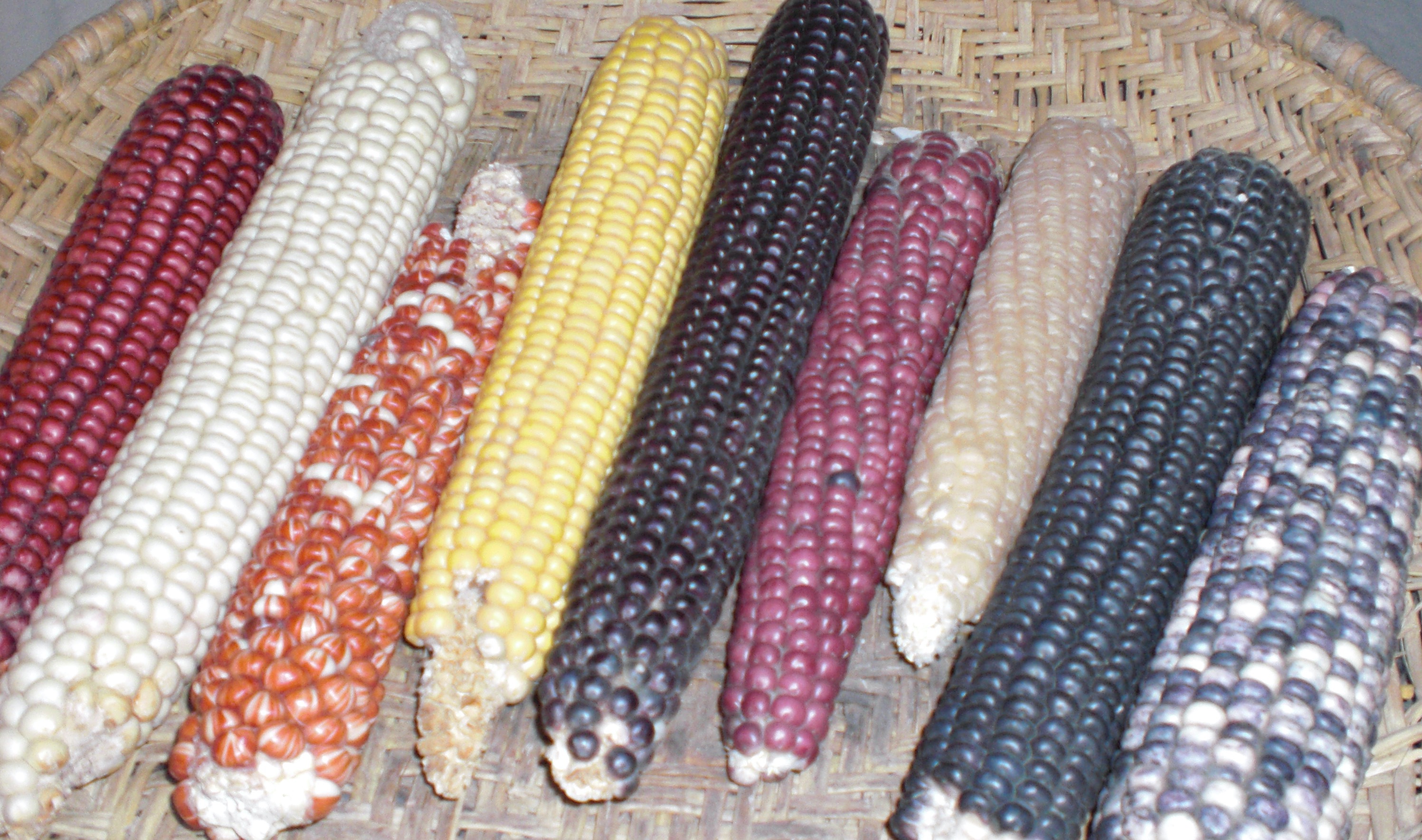 A Better Food Future: PhD Researcher and Hopi Farmer | Hear Arizona